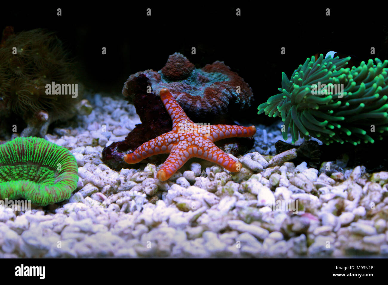 Fromia starfish hi-res stock photography and images - Alamy