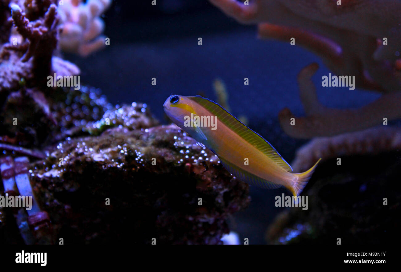 Midas Blenny (Ecsenius midas Stock Photo - Alamy