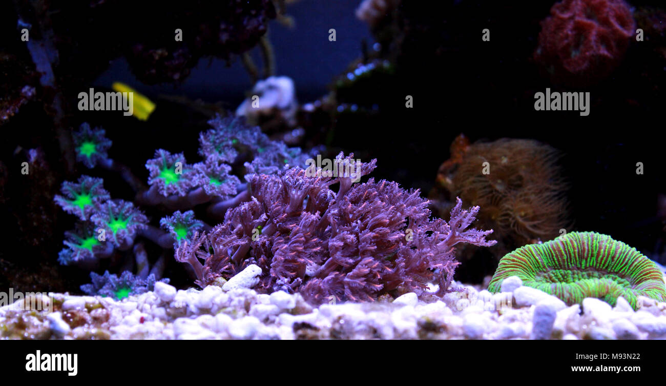 Clavularia glove polyps colony coral Stock Photo - Alamy