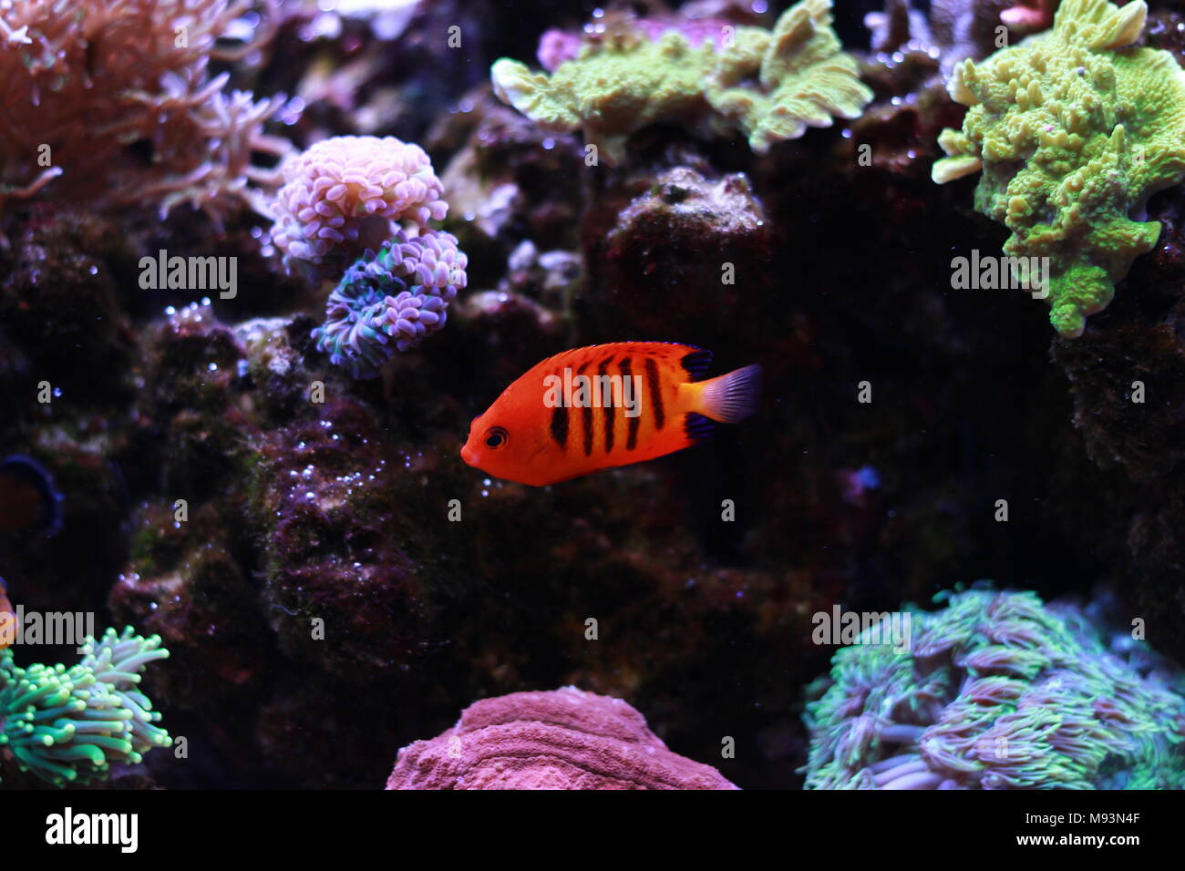 Flame angel fish hi-res stock photography and images - Alamy