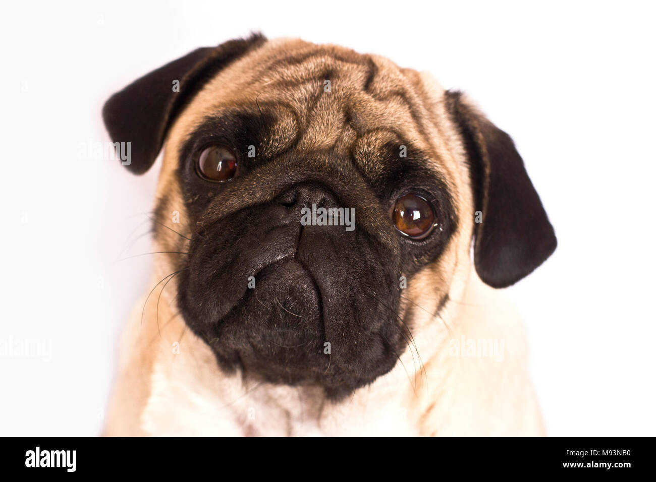Crying pug dog hi-res stock photography and images - Alamy