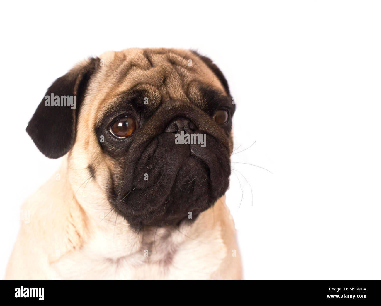 Crying pug dog hi-res stock photography and images - Alamy