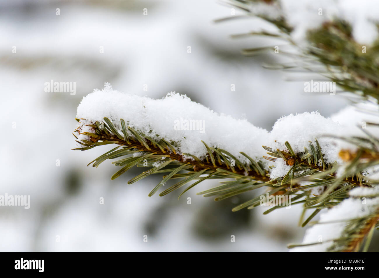 Branch of coniferous tree covered with snow. Close-up, blurred ...
