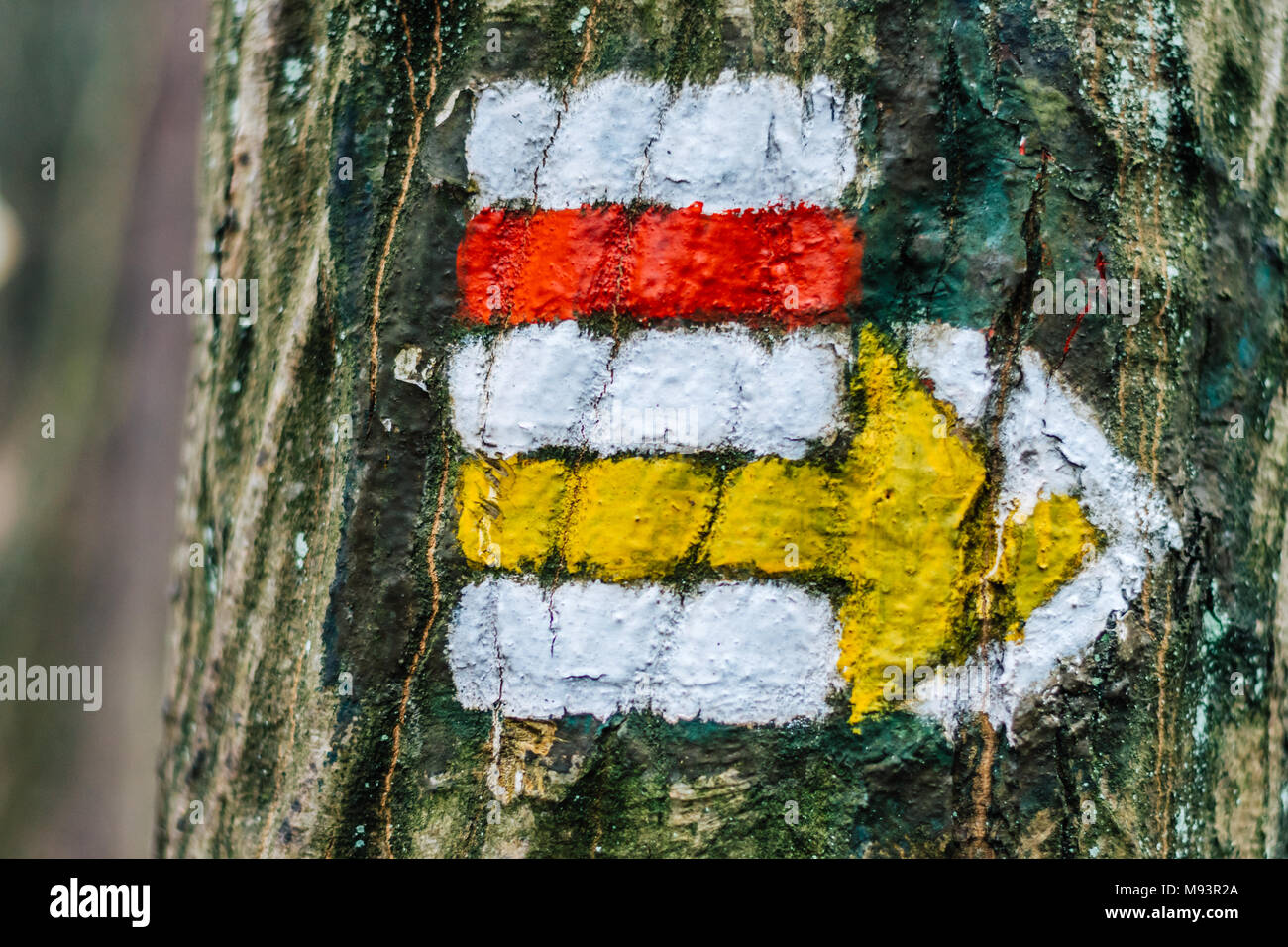 Tourist color sign on the tree with an arrow. Close-up view, red and ...