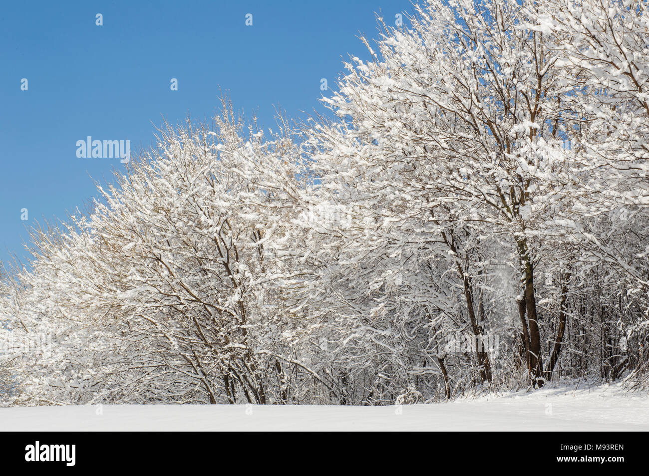 April snowfall, Minnesota, USA, by Domique Braud/Dembinsky Photo Assoc ...