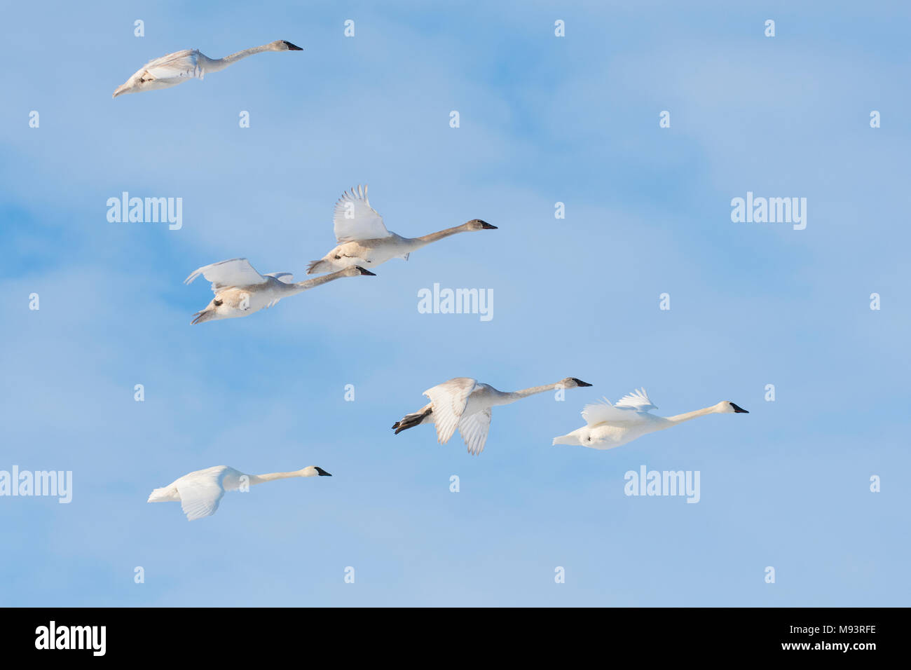 Trumpeter swans in flight (Cygnus buccinator). St. Croix River ...