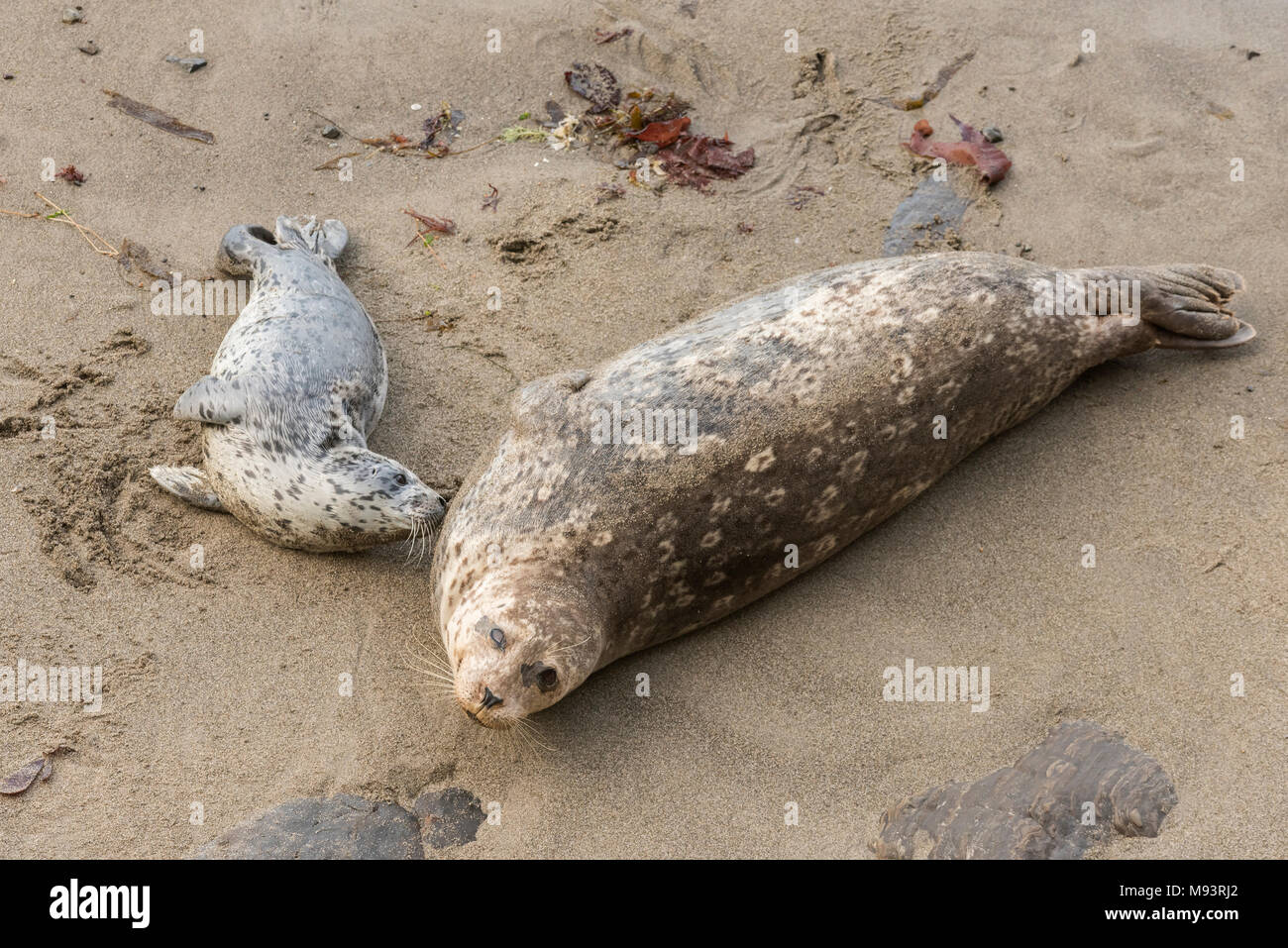 Harbor seal (Phoca vitulina) mom & pup, pupping beach, Whalers Cove, Pt ...