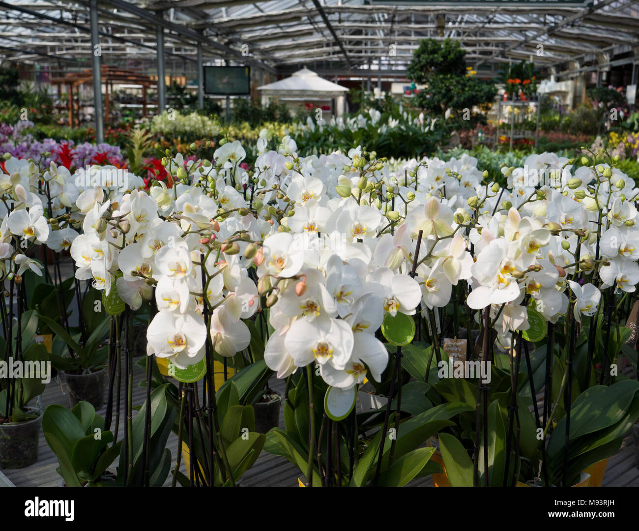 greenhouse in spring with flowering plants Stock Photo - Alamy