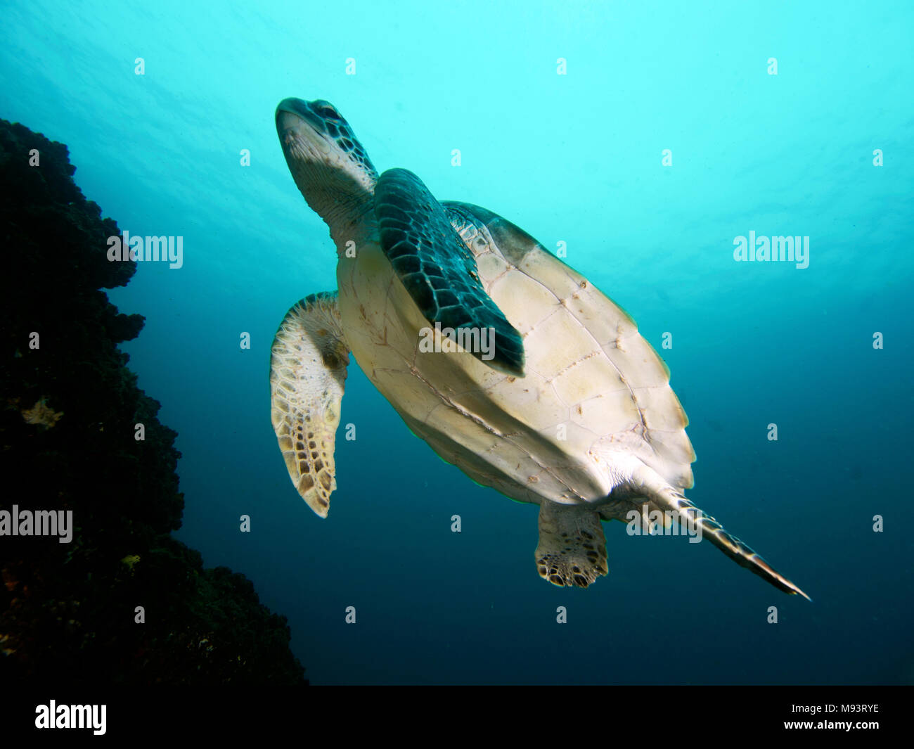 Green Turtle from Julian Rocks Byron Bay Australia Stock Photo - Alamy