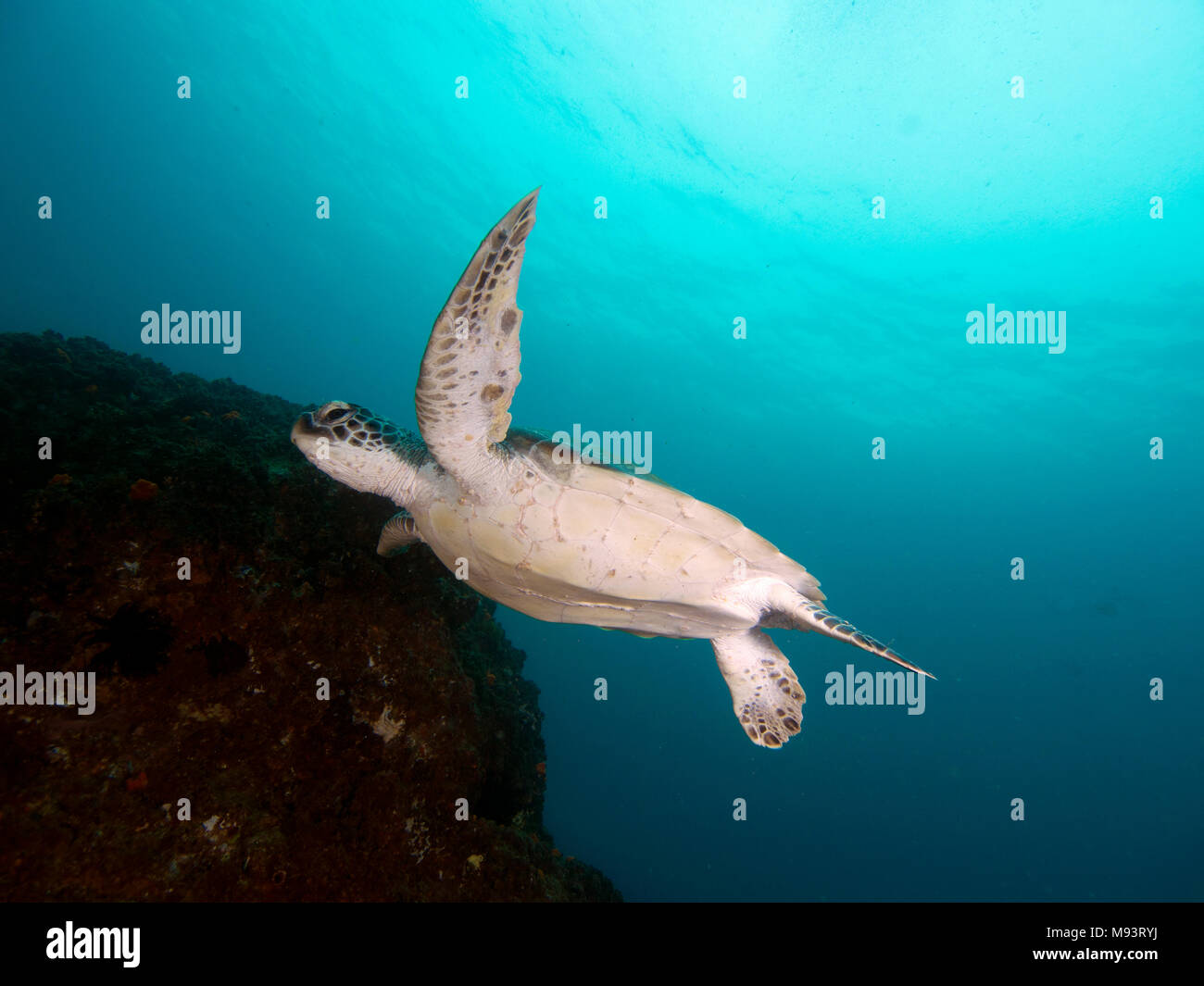 Green Turtle from Julian Rocks Byron Bay Australia Stock Photo - Alamy