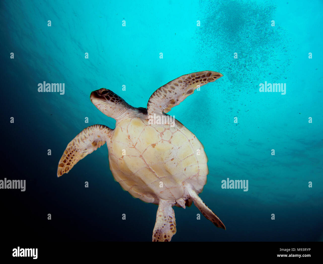 Green Turtle from Julian Rocks Byron Bay Australia Stock Photo - Alamy