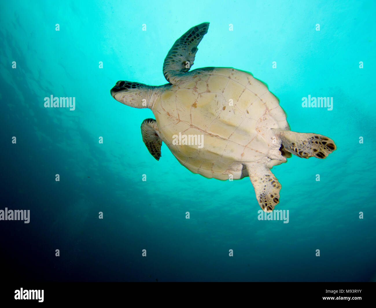 Green Turtle from Julian Rocks Byron Bay Australia Stock Photo - Alamy