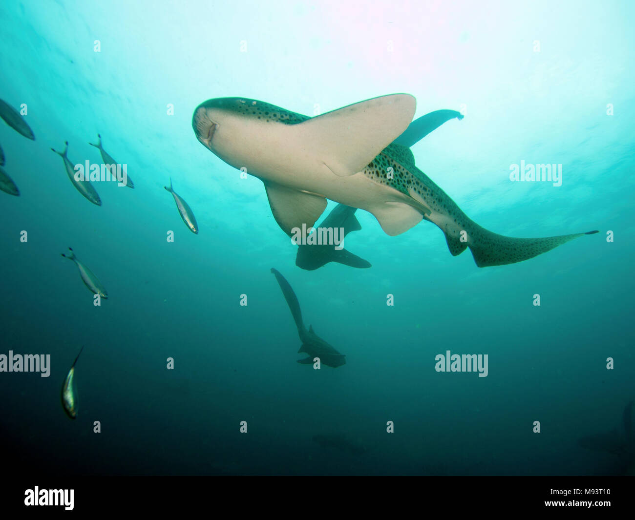 Australia byron bay underwater hi-res stock photography and images - Alamy