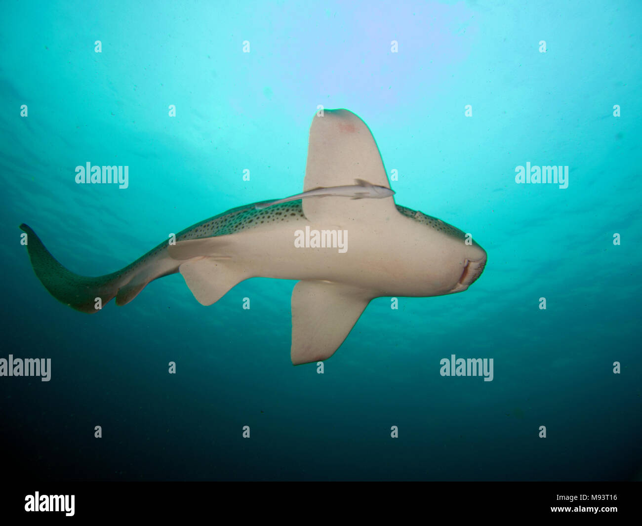 Leopard Shark, Zebra Shark from Julian Rocks Byron Bay Australia Stock ...