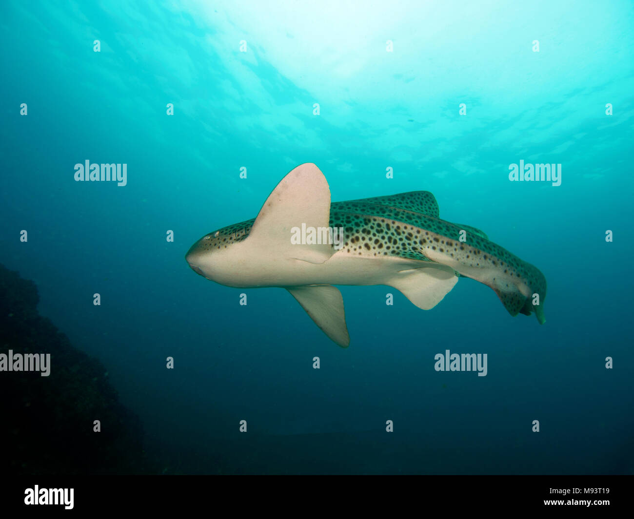 Leopard Shark, Zebra Shark from Julian Rocks Byron Bay Australia Stock ...