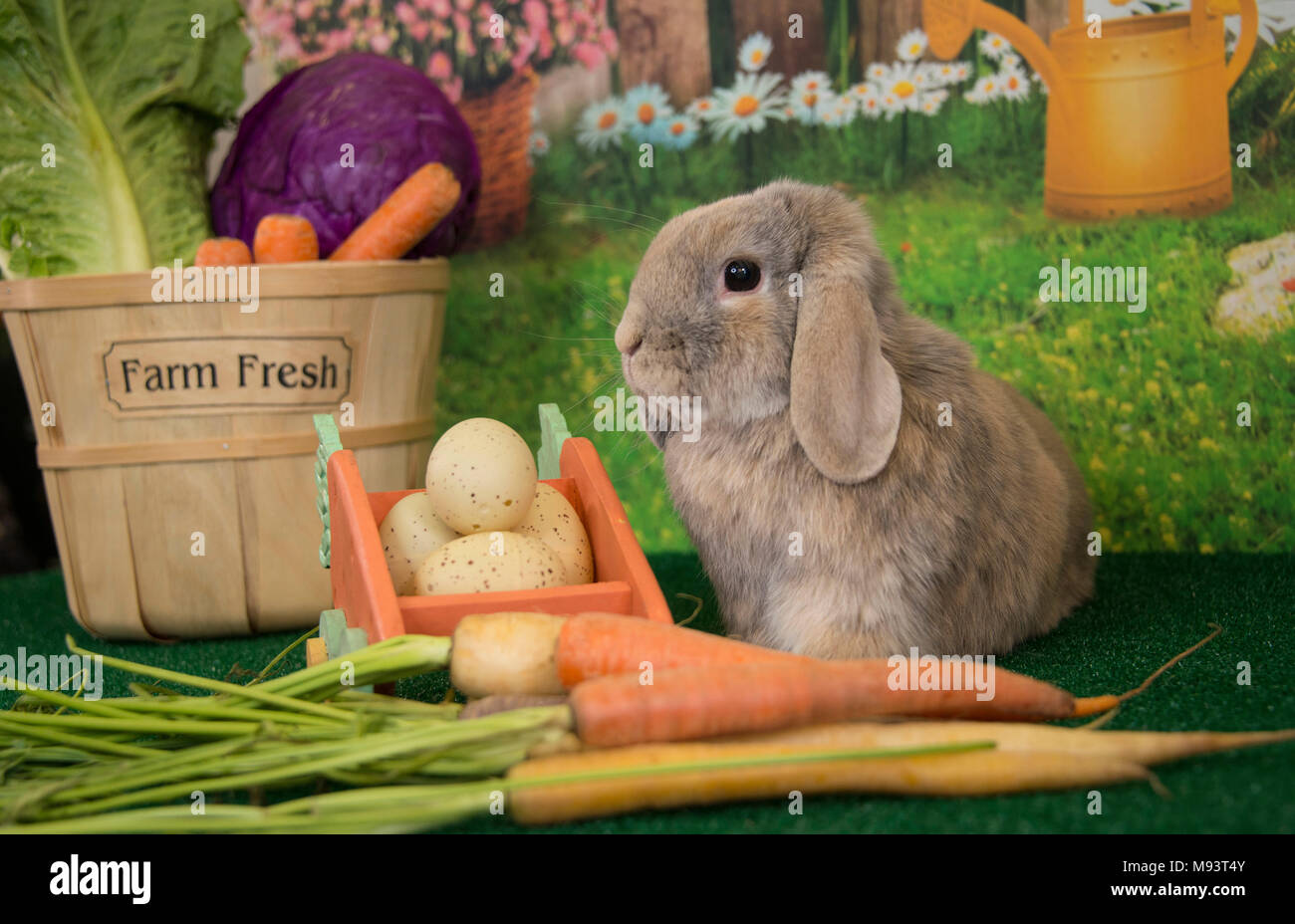 Easter bunny lop ear rabbit with farm eggs and basket of vegetables and ...
