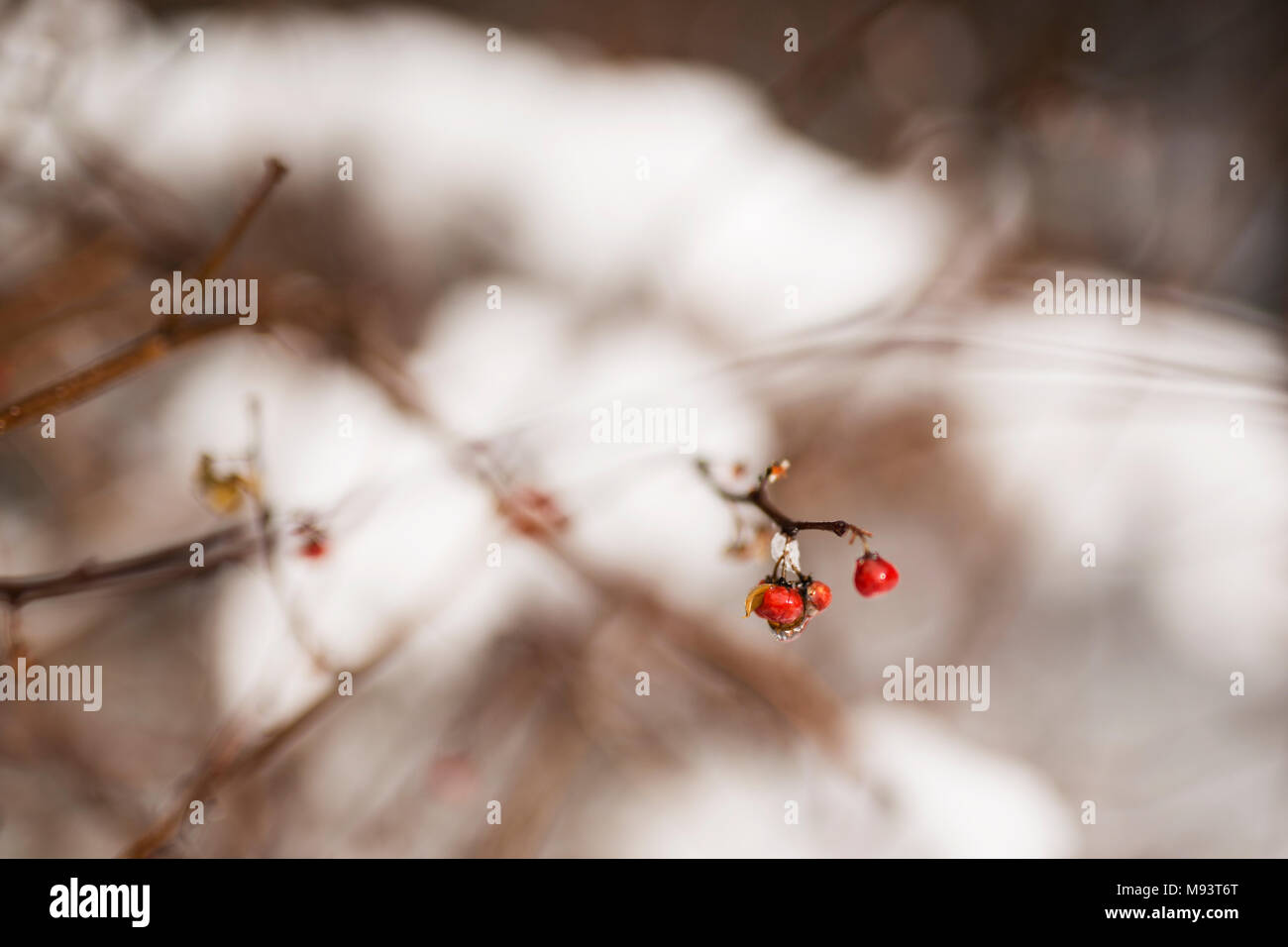 American bittersweet hi-res stock photography and images - Alamy