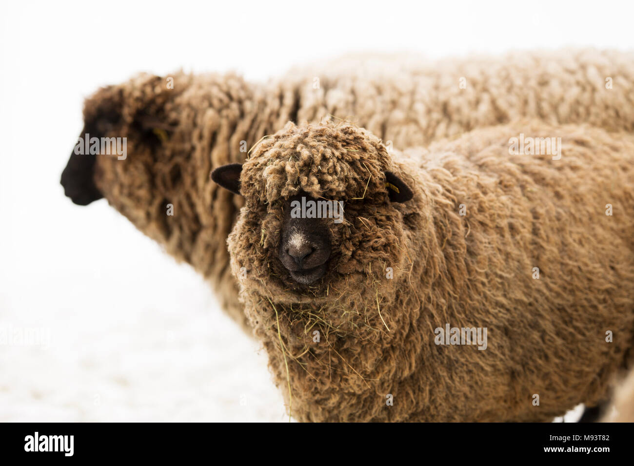 Lincoln sheep hi-res stock photography and images - Alamy