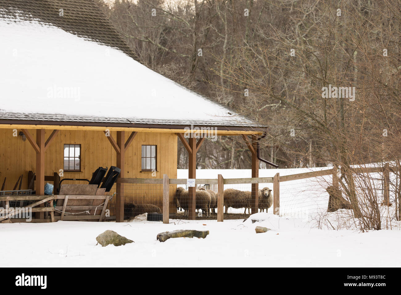 Barn with sheep hi-res stock photography and images - Alamy