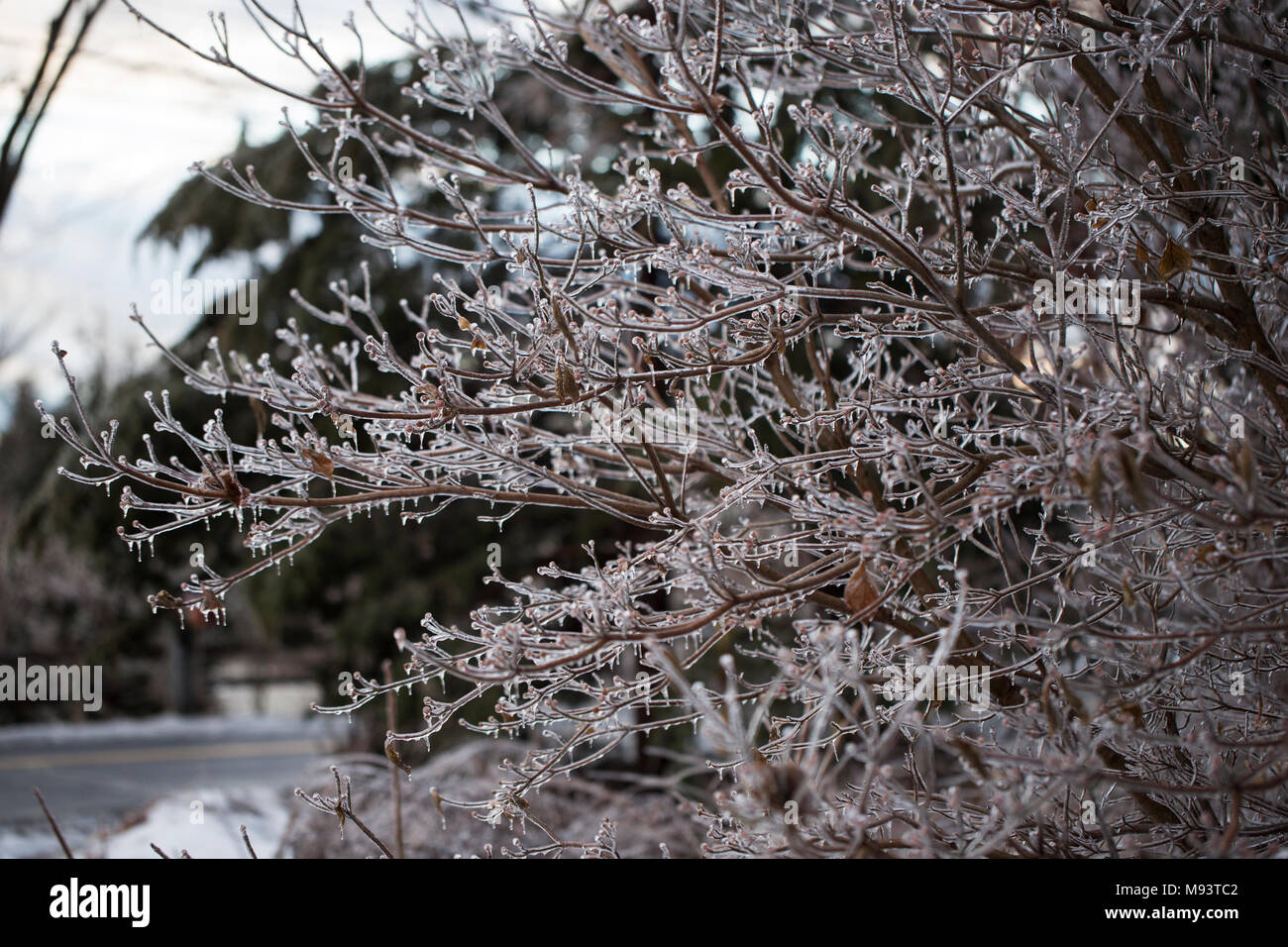 Ice encased branches hi-res stock photography and images - Alamy