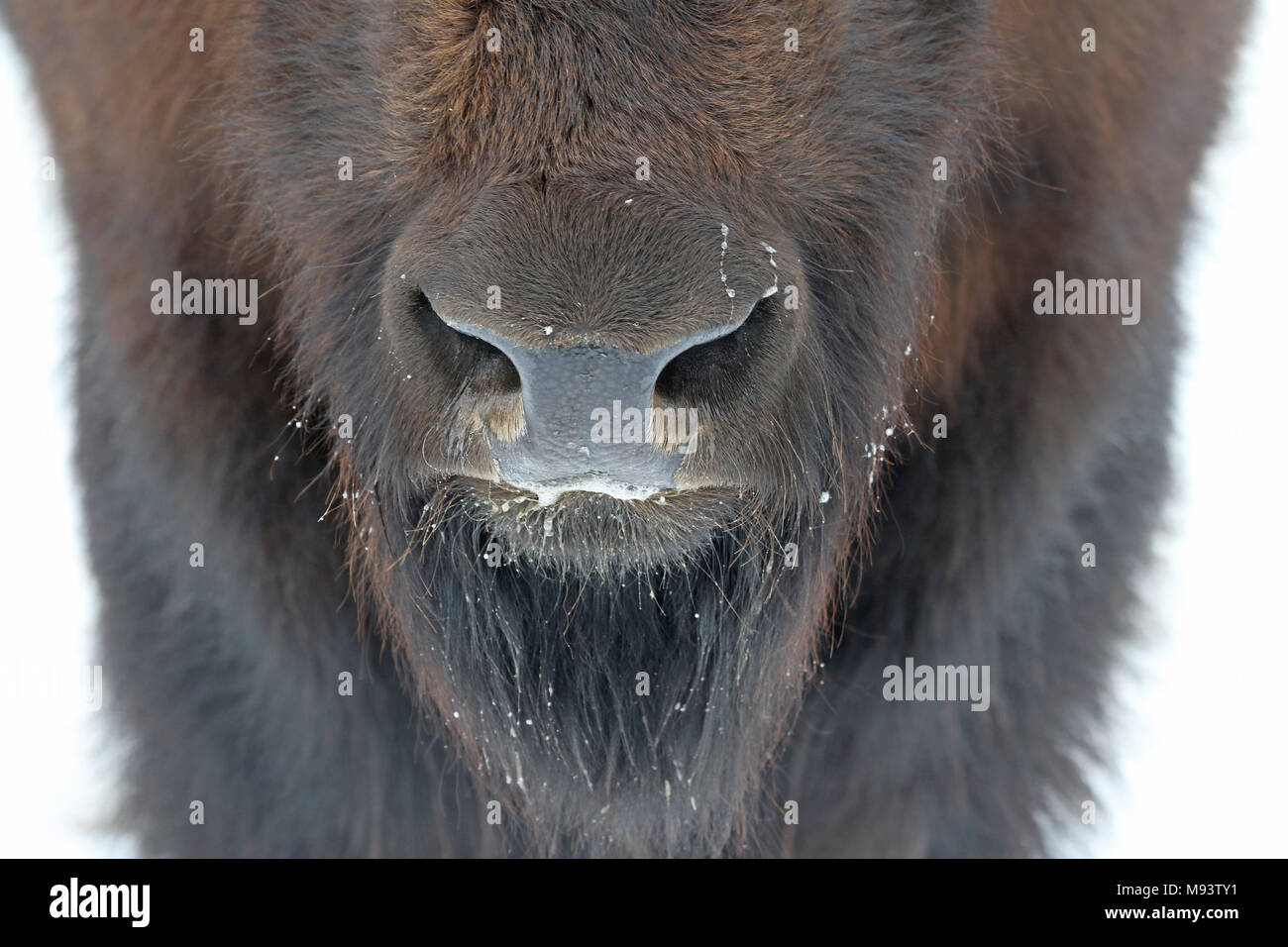 The nostrils of a Wood Bison (Bison bison athabascae) in the snow Stock ...