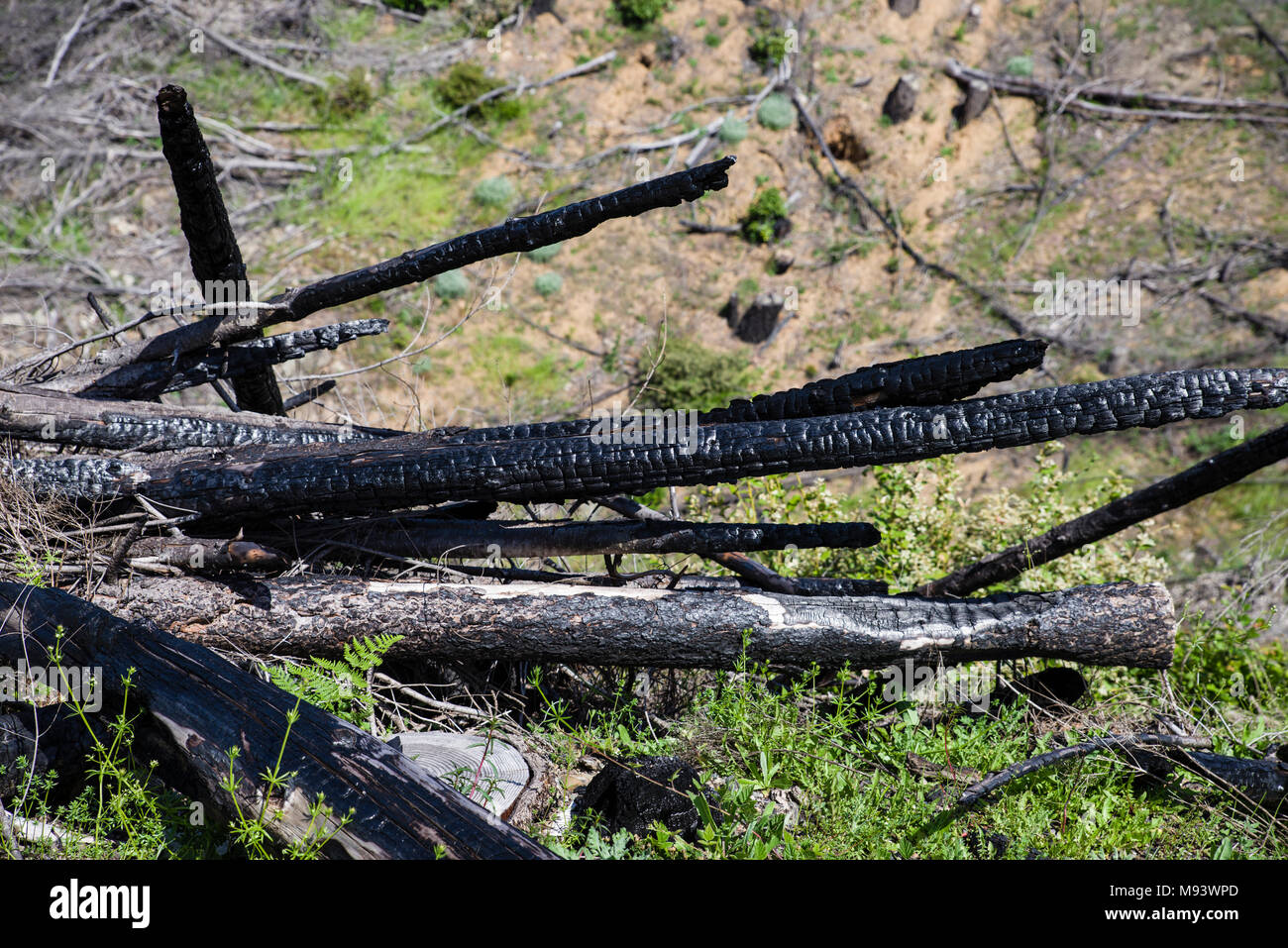 Oregon wildfire cow hi-res stock photography and images - Alamy