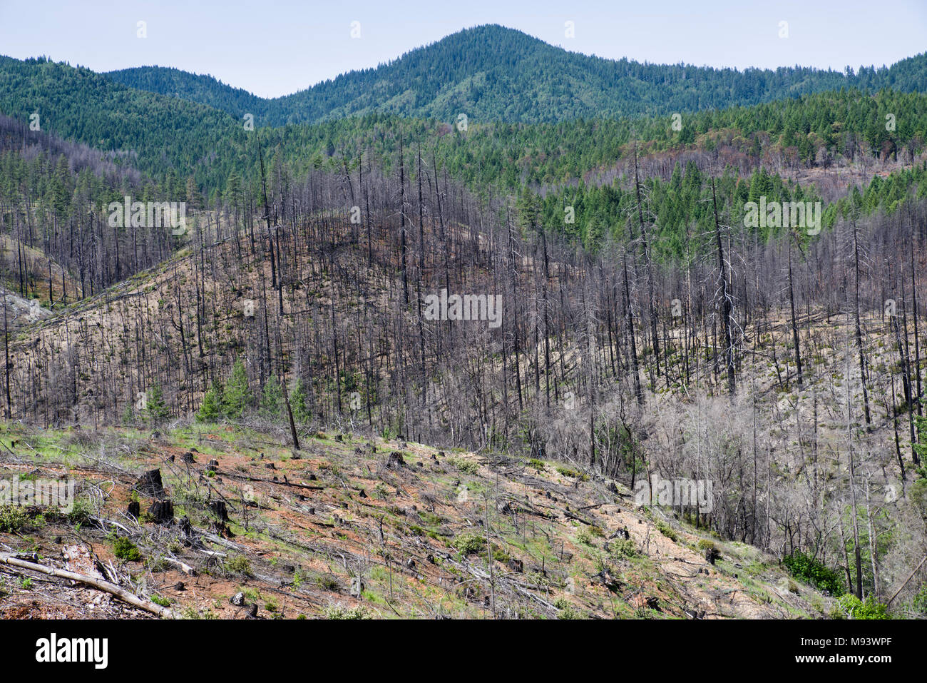Aftermath of a wildfire in the Cow Creek watershed, Oregon Stock Photo ...