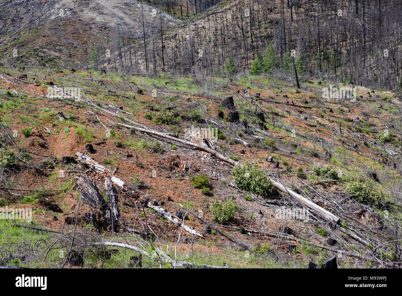 Oregon wildfire cow hi-res stock photography and images - Alamy