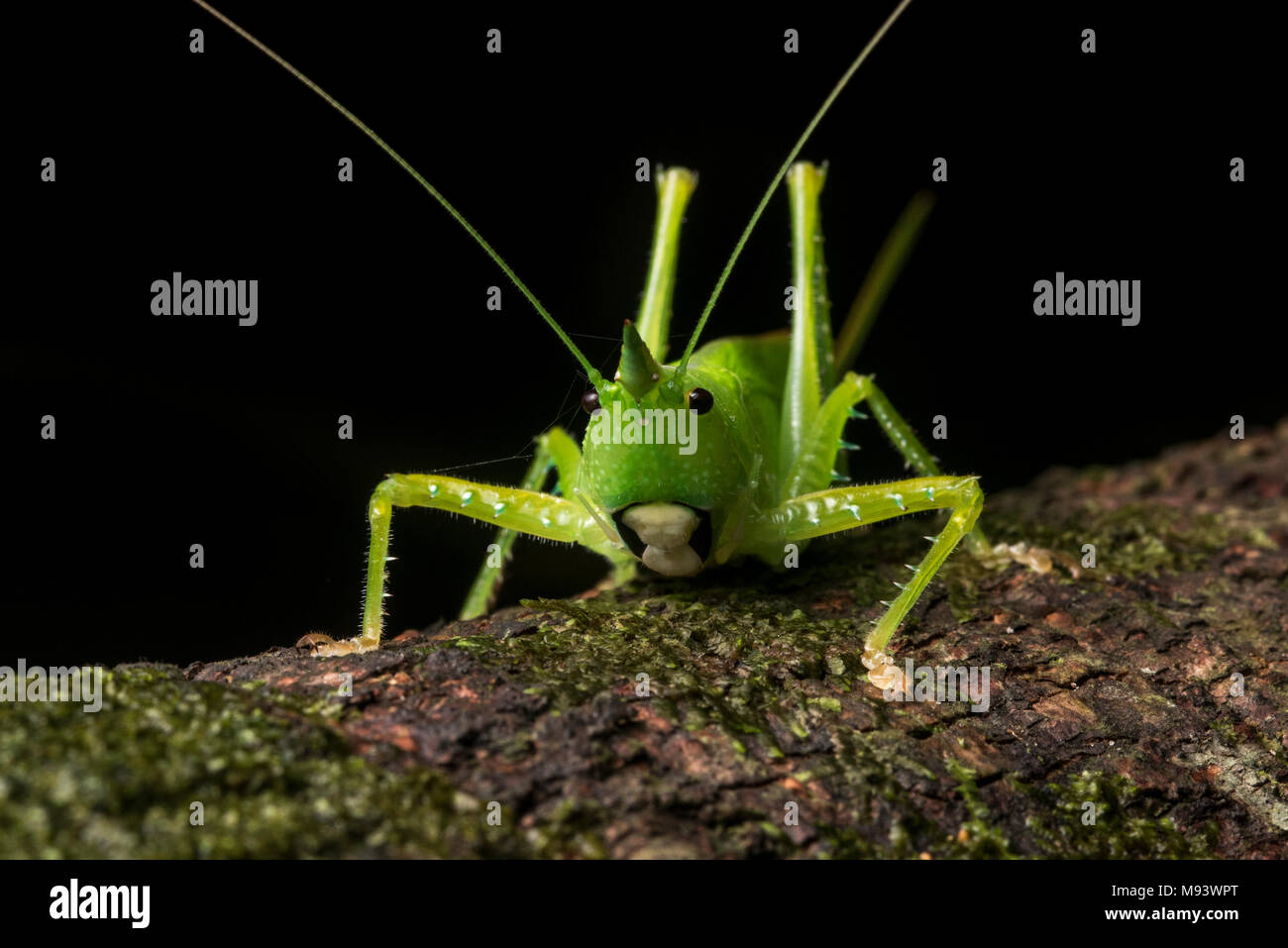 A green predatory katydid from Peru Stock Photo - Alamy