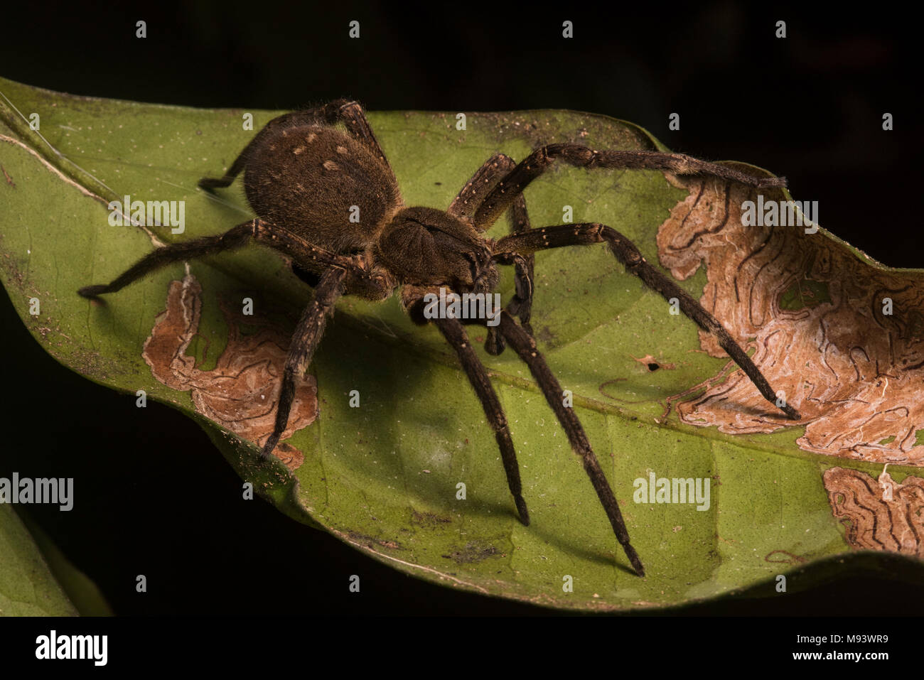 The brazilian wandering spider hi-res stock photography and images - Alamy