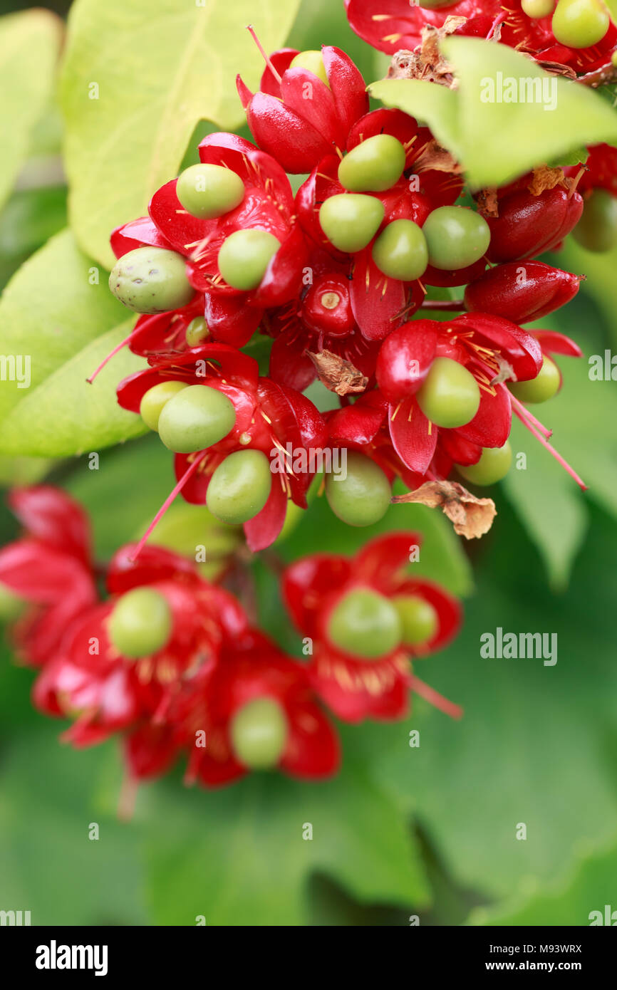 Small red flower Stock Photo - Alamy