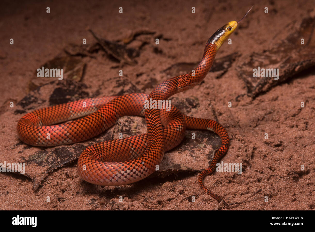 Colorful Snake Species