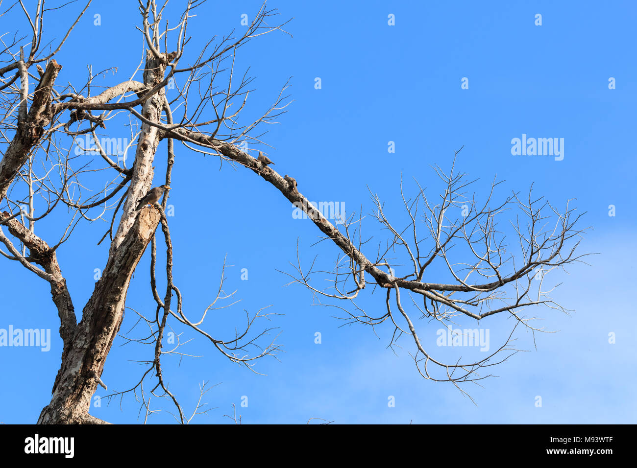 Dead tree branch on sky background Stock Photo - Alamy