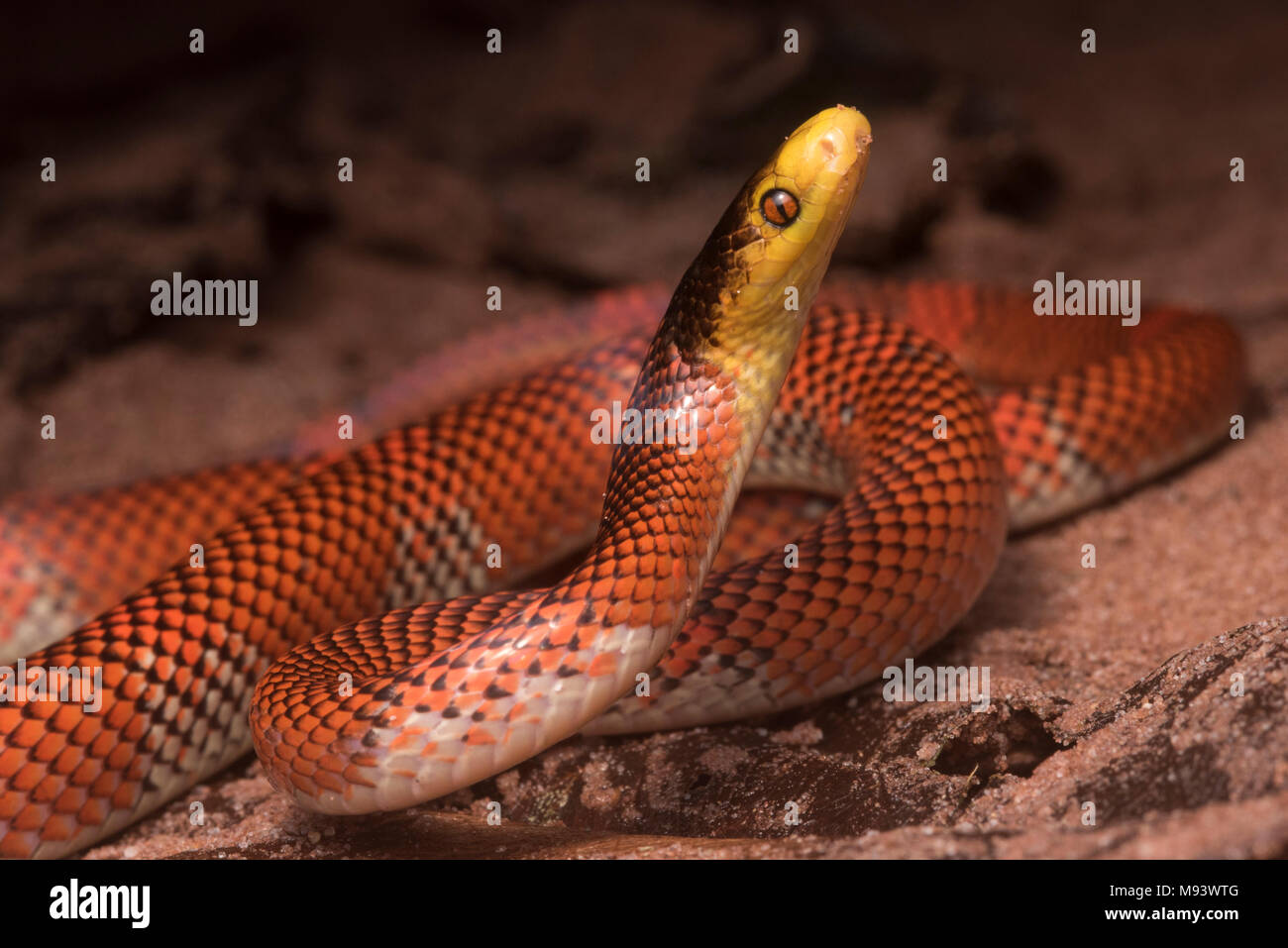 Colorful Snake Species