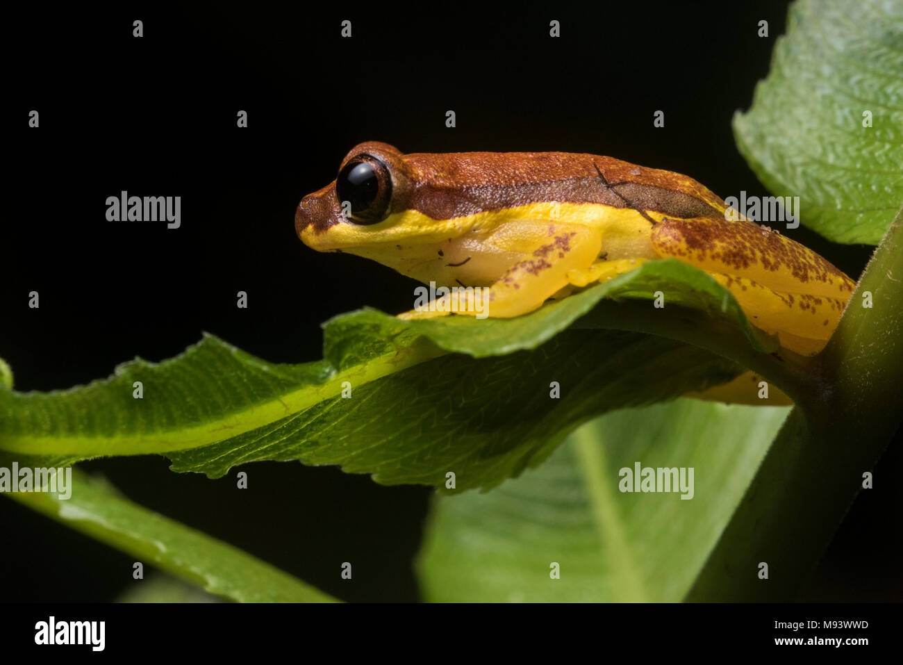 Dendropsophus rhodopeplus, the red-skirted tree frog is rather variable ...