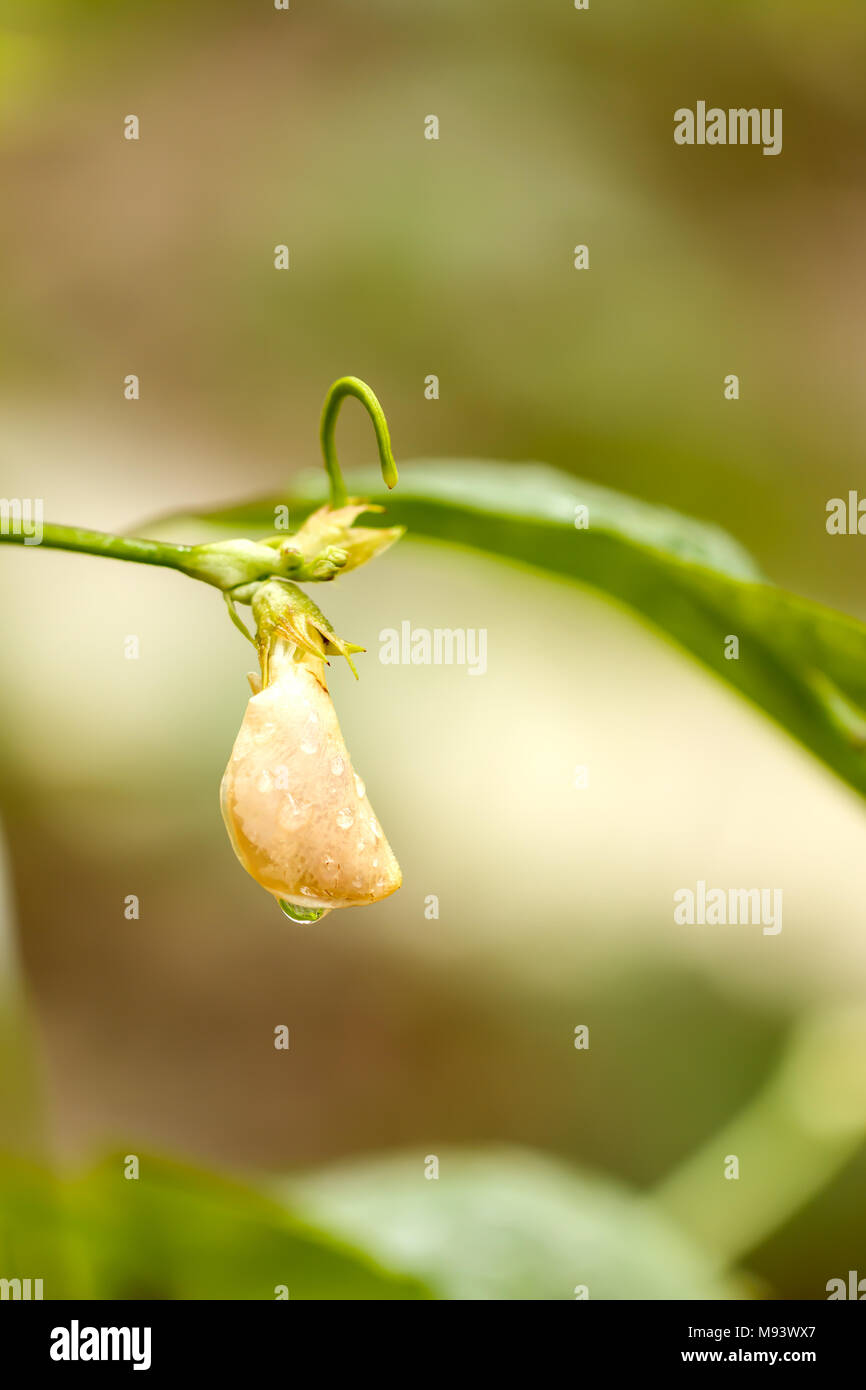 Lentil flower hi-res stock photography and images - Alamy
