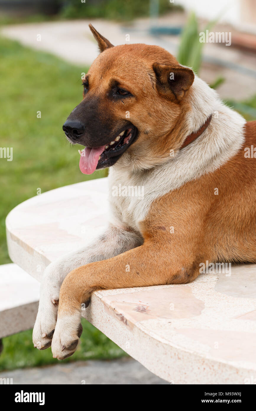 Dog on the table hi-res stock photography and images - Alamy