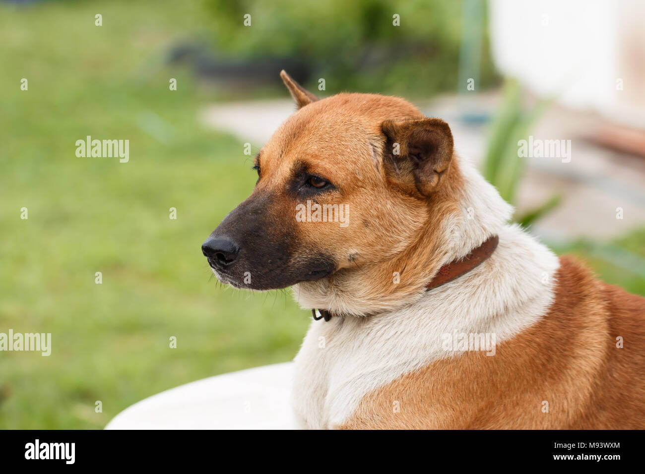 Serious dog hi-res stock photography and images - Alamy