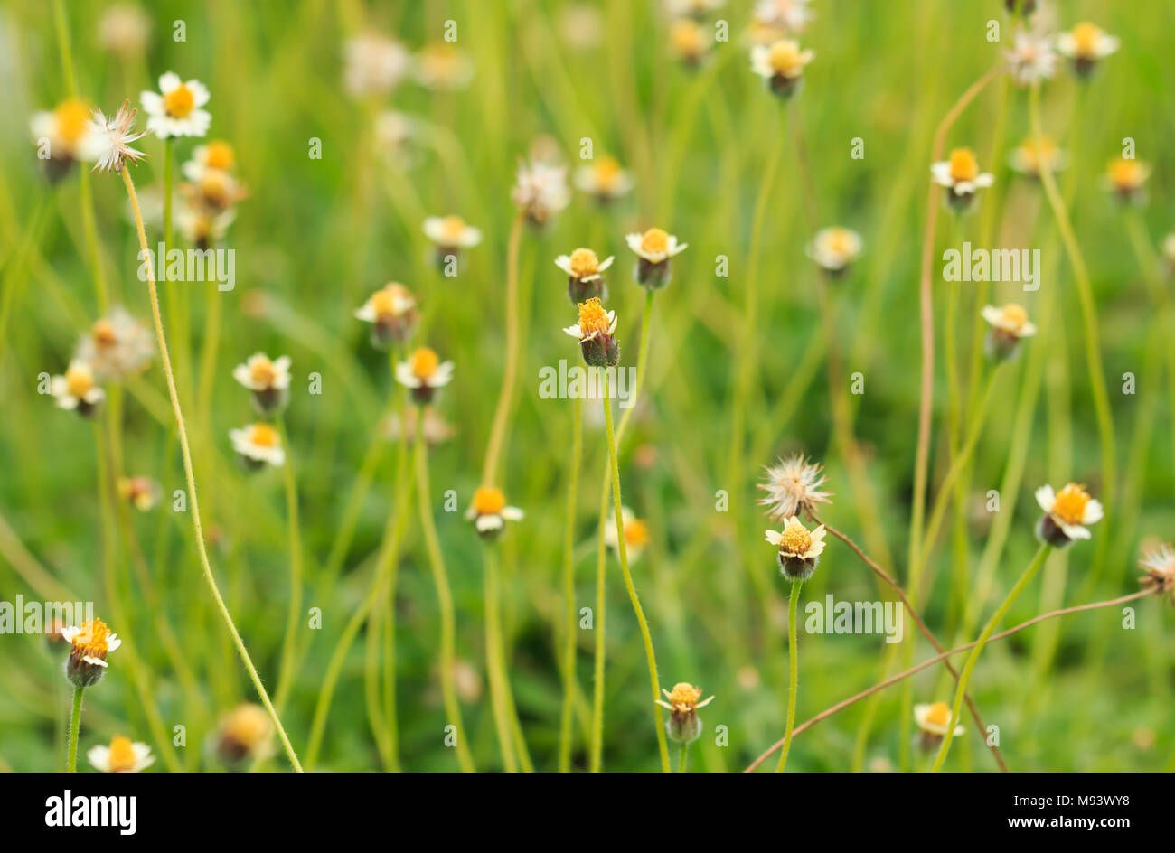 Flower Grass field Stock Photo - Alamy