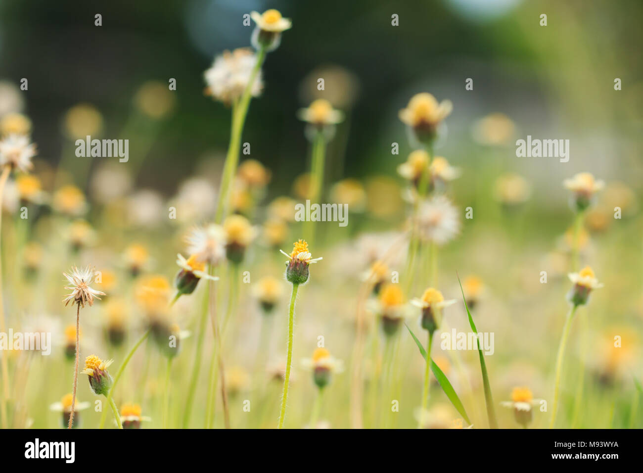 Flower Grass field Stock Photo - Alamy