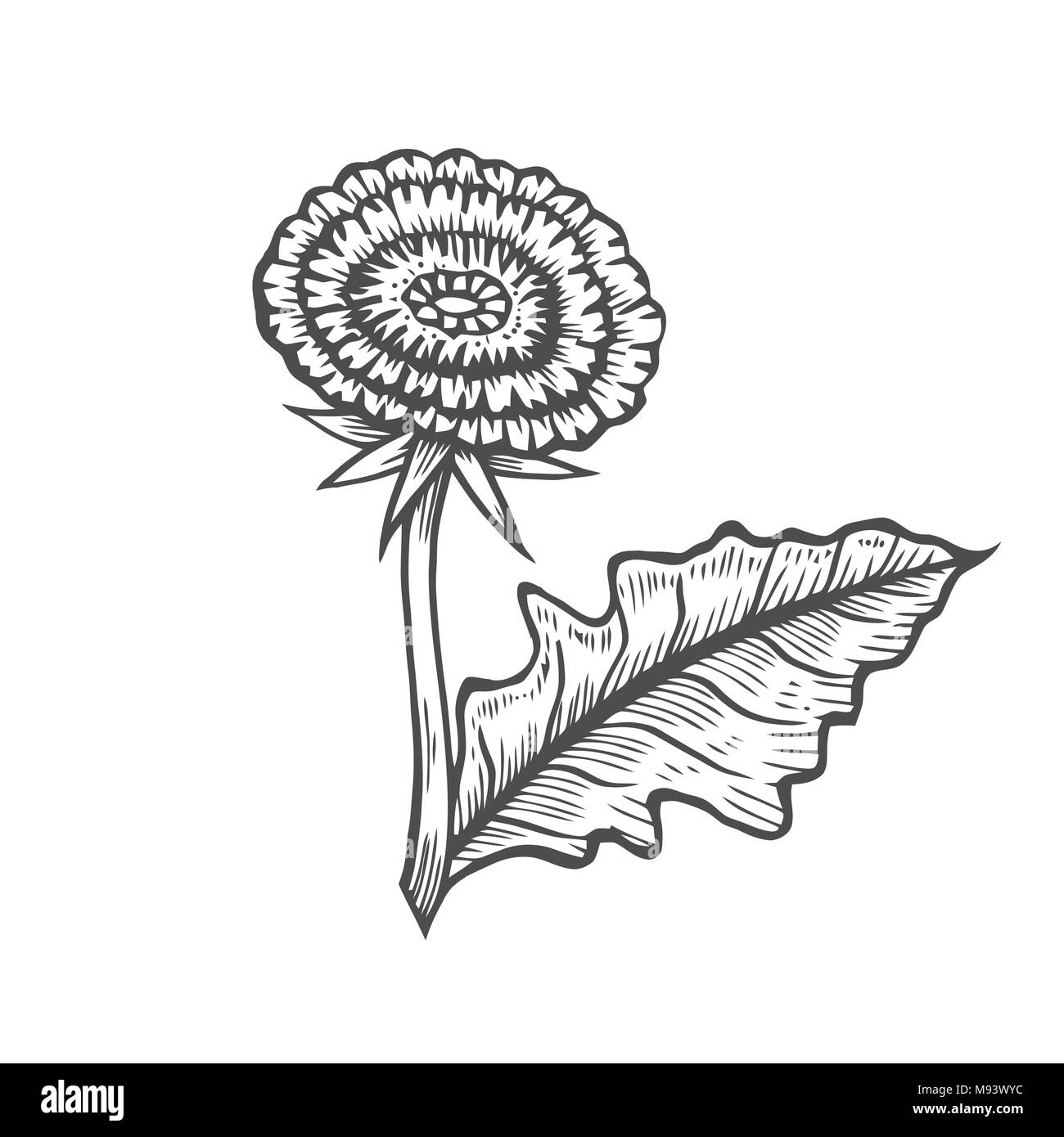 Hand drawn of Coltsfoot in engraving style. Vector images of medicinal ...