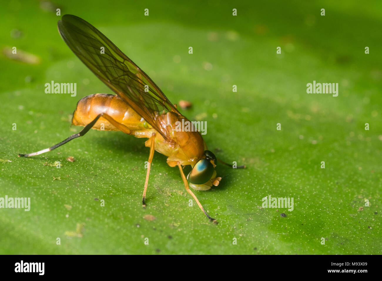 A small tropical fly from Peru Stock Photo - Alamy