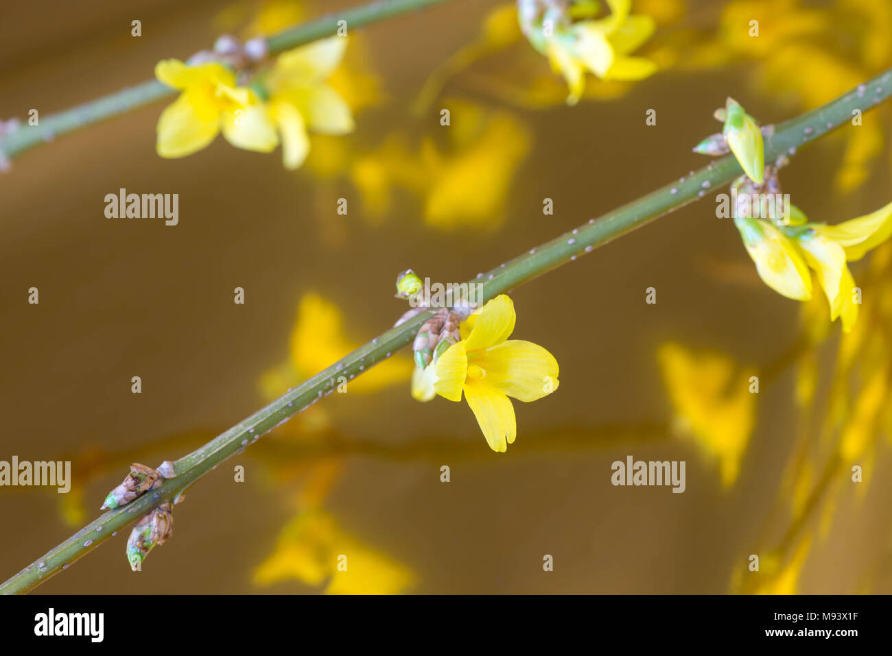 Close up forsythia bud hi-res stock photography and images - Alamy