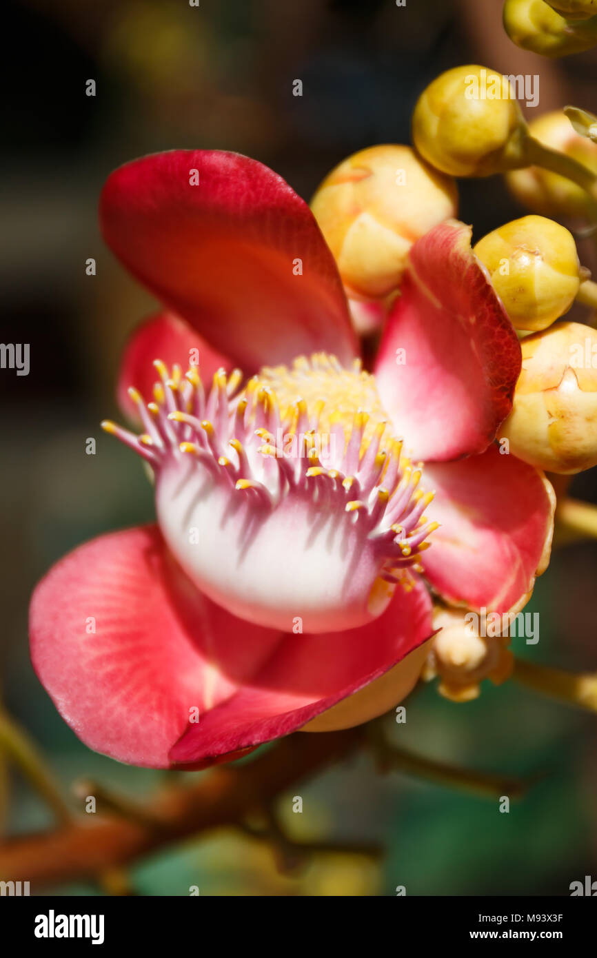 Sal flowers hi-res stock photography and images - Alamy