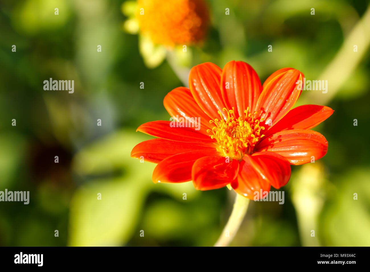 Orange Tithonia diversifolia flower in sunlight Stock Photo - Alamy