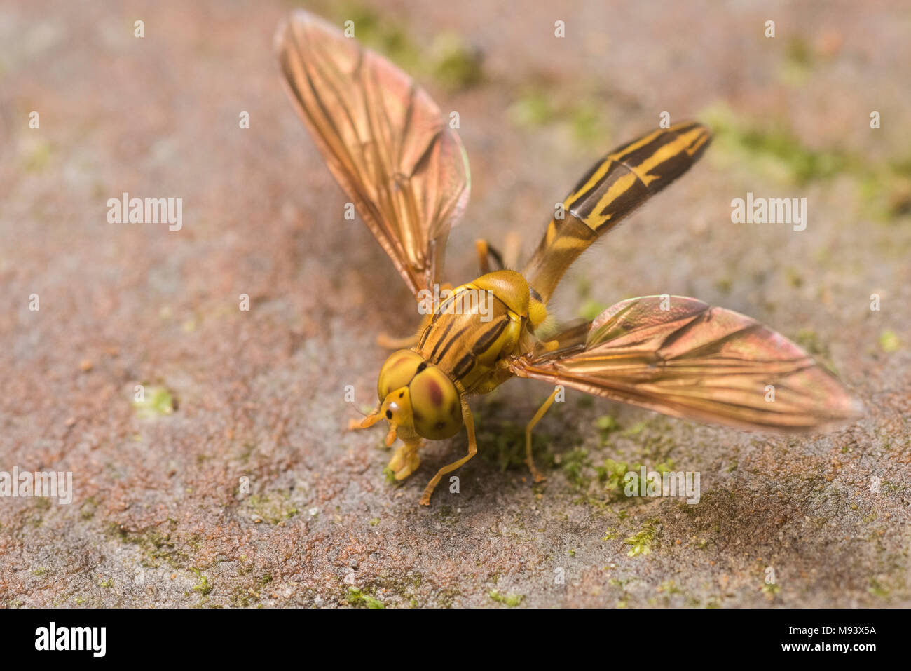 Bee mimic hoverfly hi-res stock photography and images - Alamy