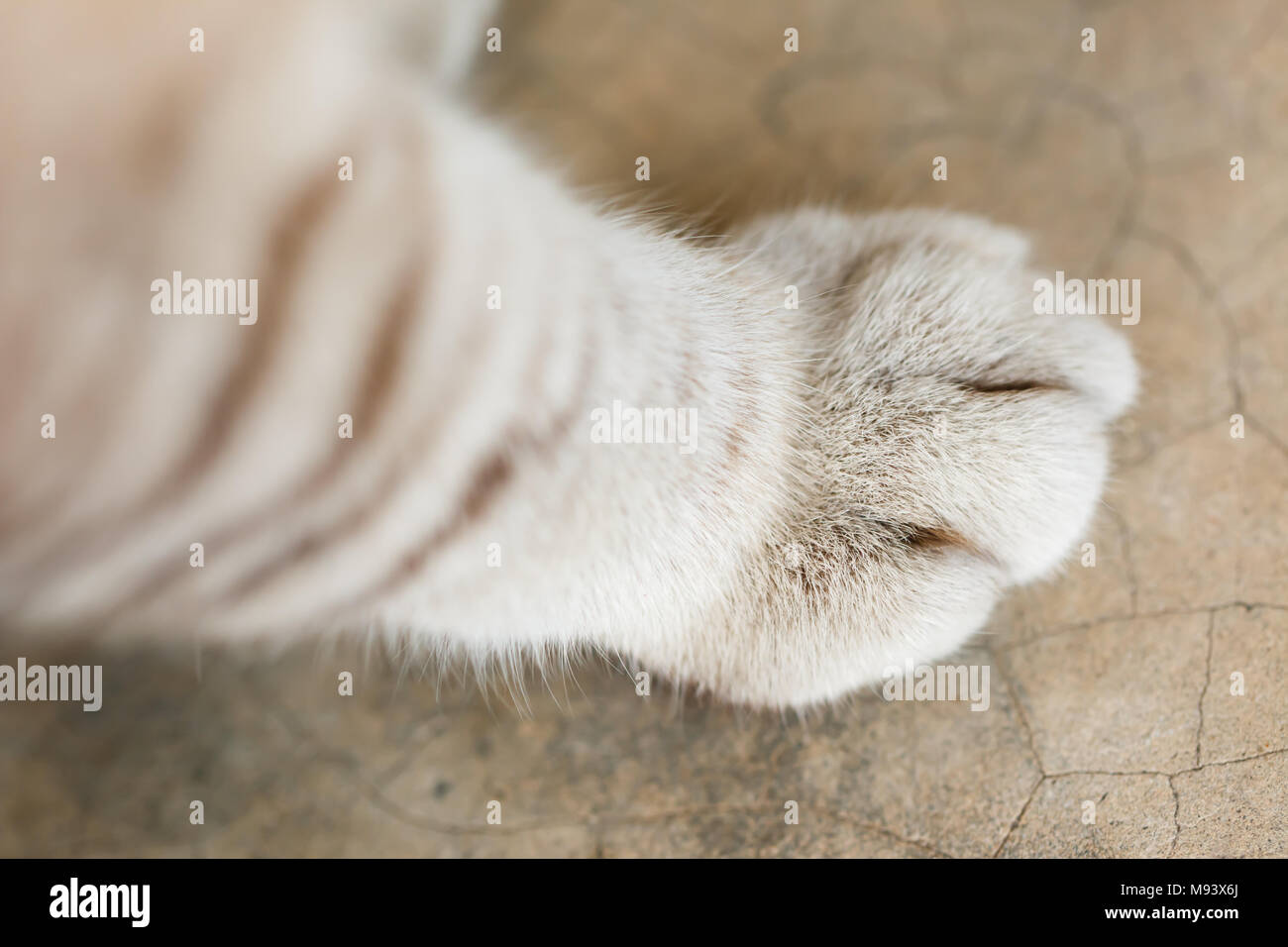 Foot cat hi-res stock photography and images - Alamy