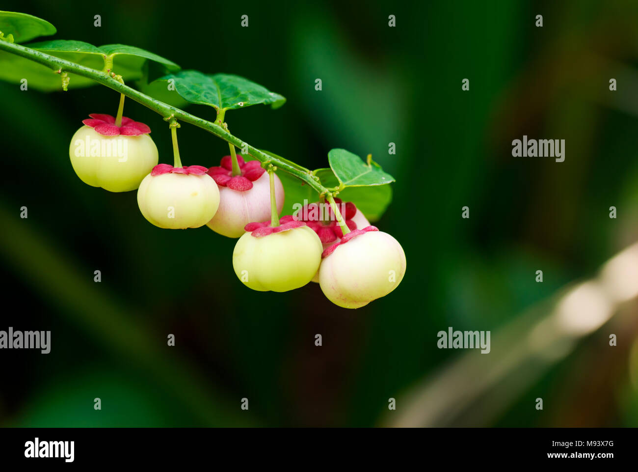 Pucuk manis hi-res stock photography and images - Alamy