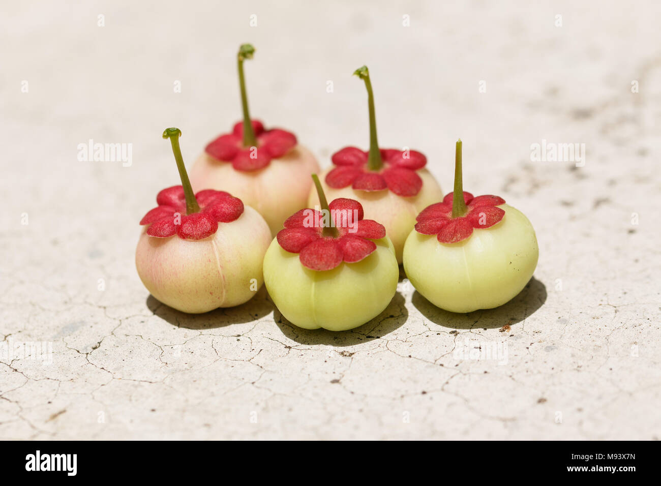 Pucuk manis hi-res stock photography and images - Alamy