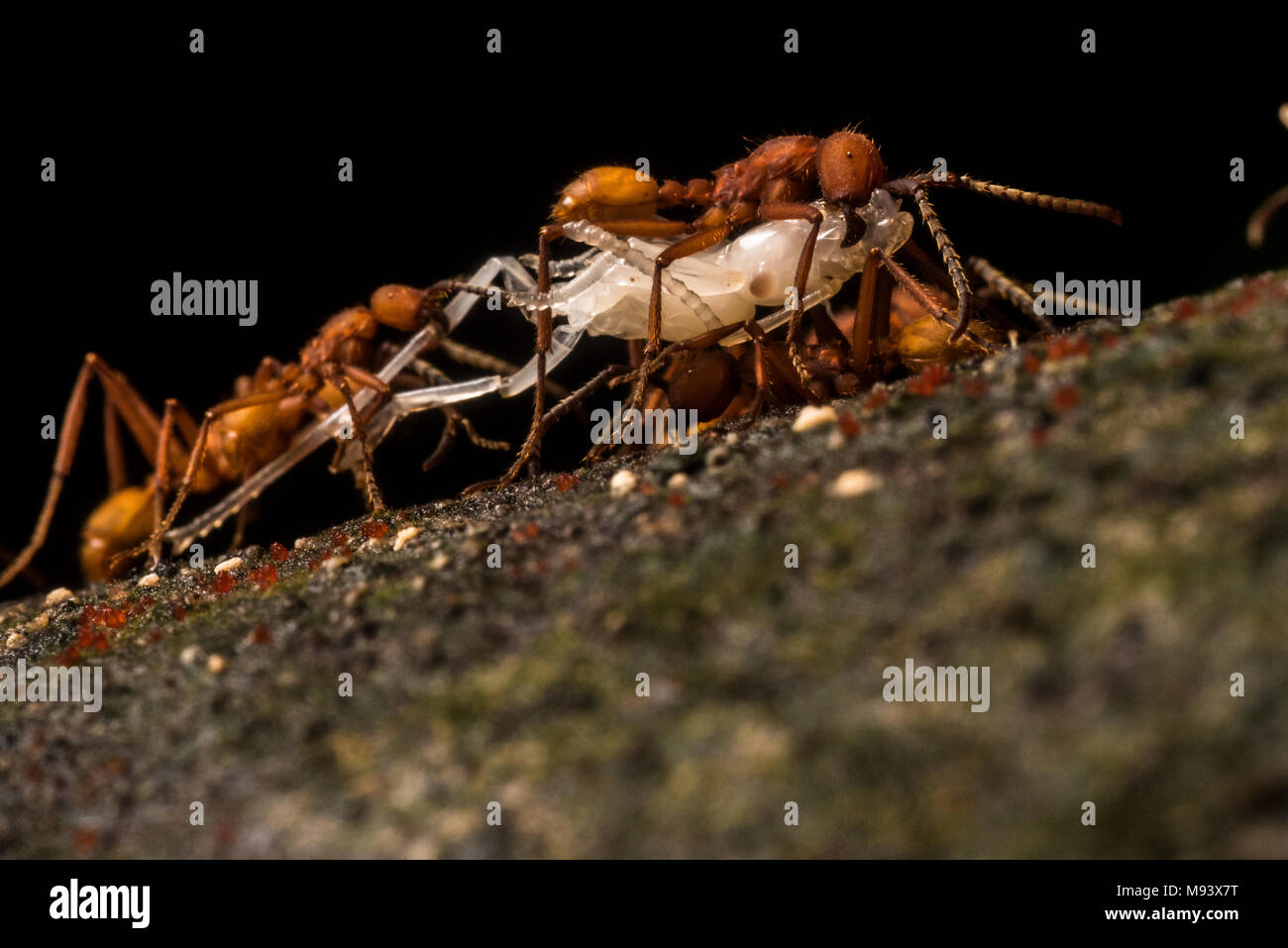 Army ants of the species Eciton hamatum, carry their prey after a ...